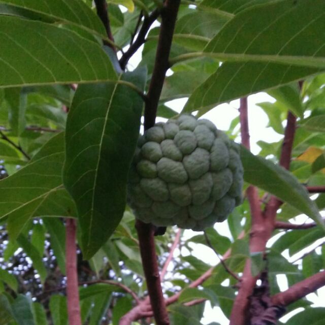 Pokok buah nona (annona squamosa) | Shopee Malaysia