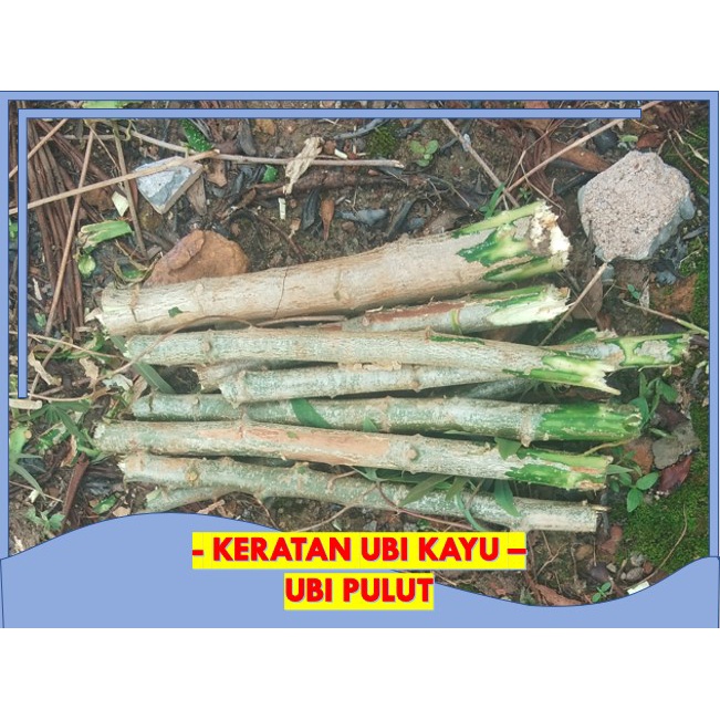 KERATAN UBI KAYU PULUT [sebatang 50 sen] | Shopee Malaysia