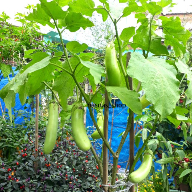 Biji Benih Terung Hijau Panjang 20pcs Long Green Eggplant Seeds ...