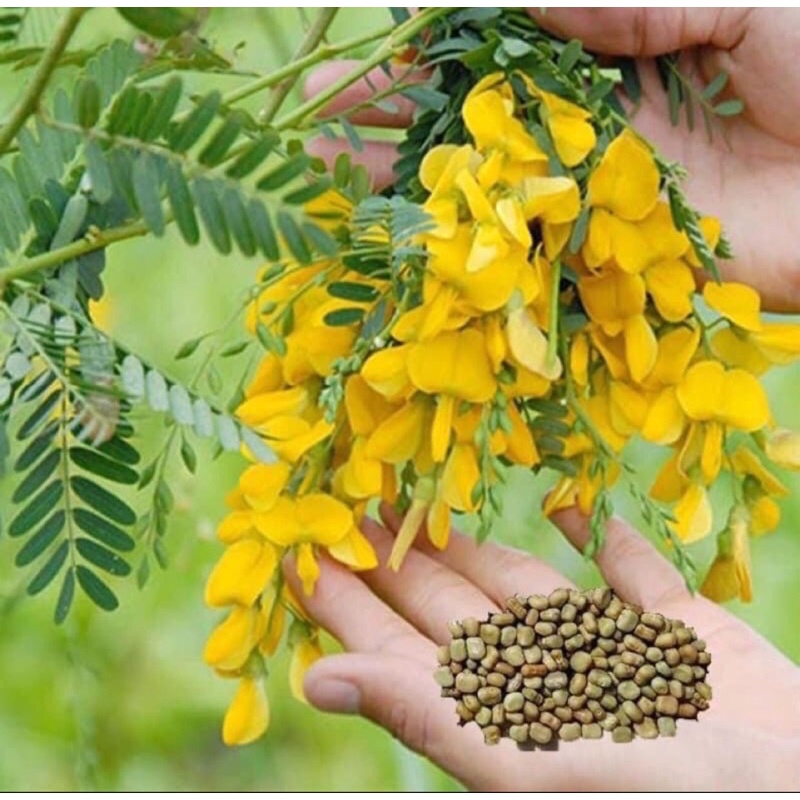 1000 biji benih turi kuning | ready stock | biji benih geti turi ...