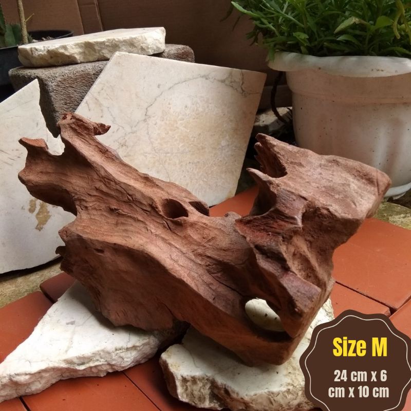 KAYU New!! Rentek Rasamala Aquascape Wood SIZE M || Aestheic | Shopee ...