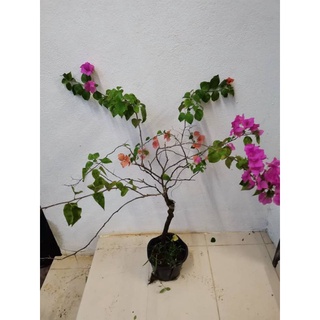 anak pokok bunga kertas kahwin | Shopee Malaysia