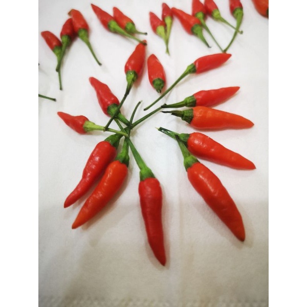 Benih cili burung, Cili padi, Cili pedas! | Shopee Malaysia