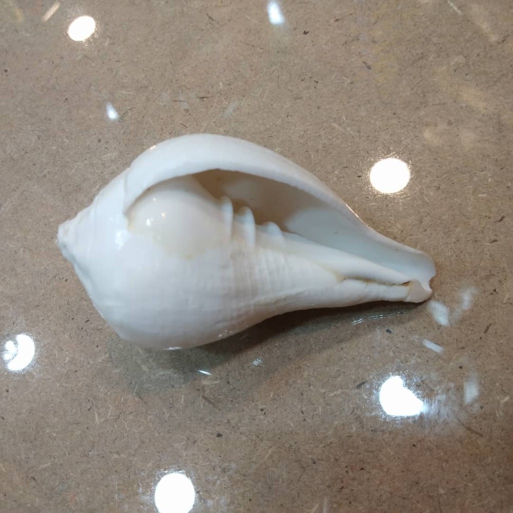 PAAL SANGU WHITE SMALL,Length 8 cm | Shopee Malaysia