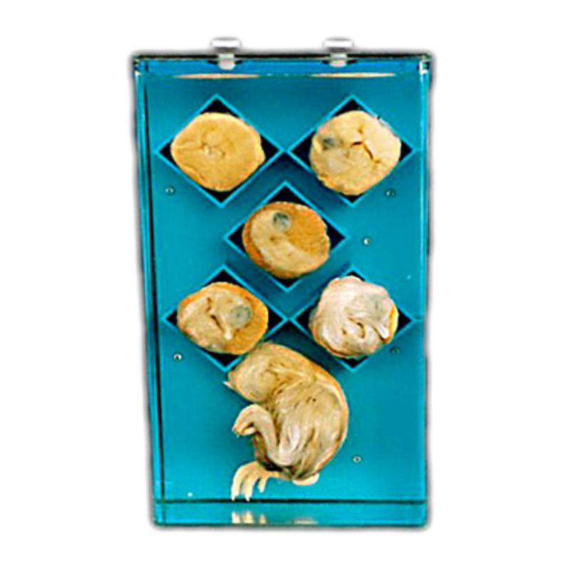 Life Cycle of Chicken - Science Labs Laboratory Alat-alat Makmal ...