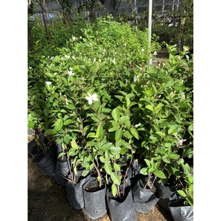 pokok bunga jasmine (pokok tinggi) | Shopee Malaysia