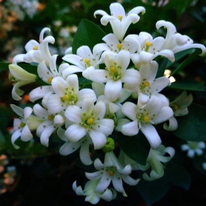 Bunga Kemuning Wangiiii.. | Shopee Malaysia