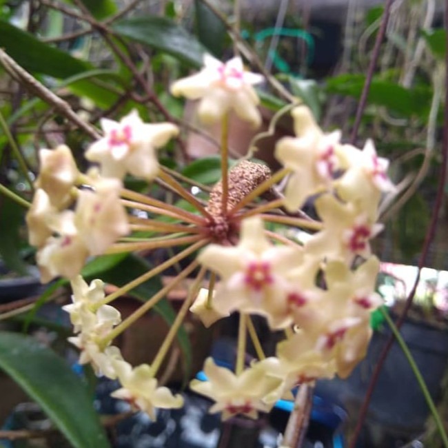 Hoya Rigida Long Leaf (real plant) | Shopee Malaysia