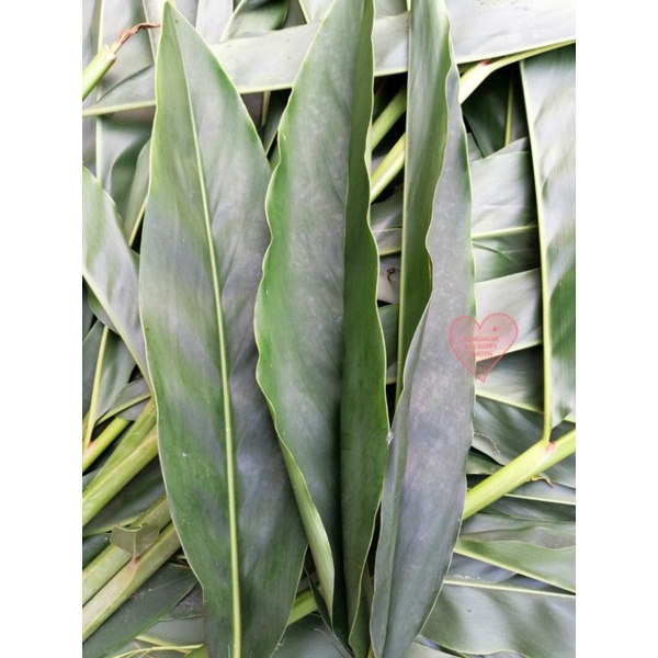 10 KEPING DAUN LENGKUAS SEGAR | Shopee Malaysia