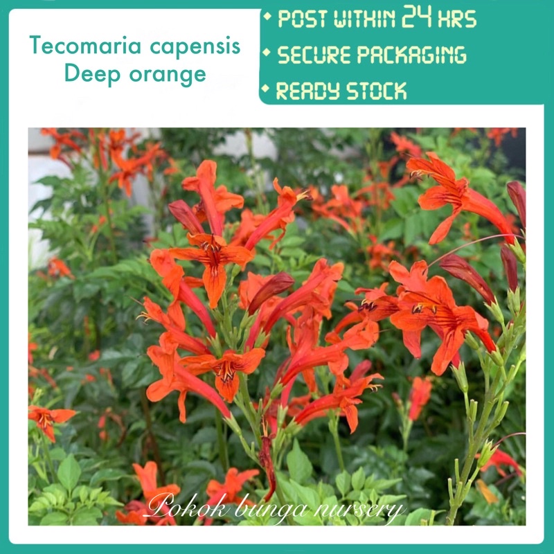 PBN - Tecomaria capensis deep orange - pokok bunga nursery rajin ...