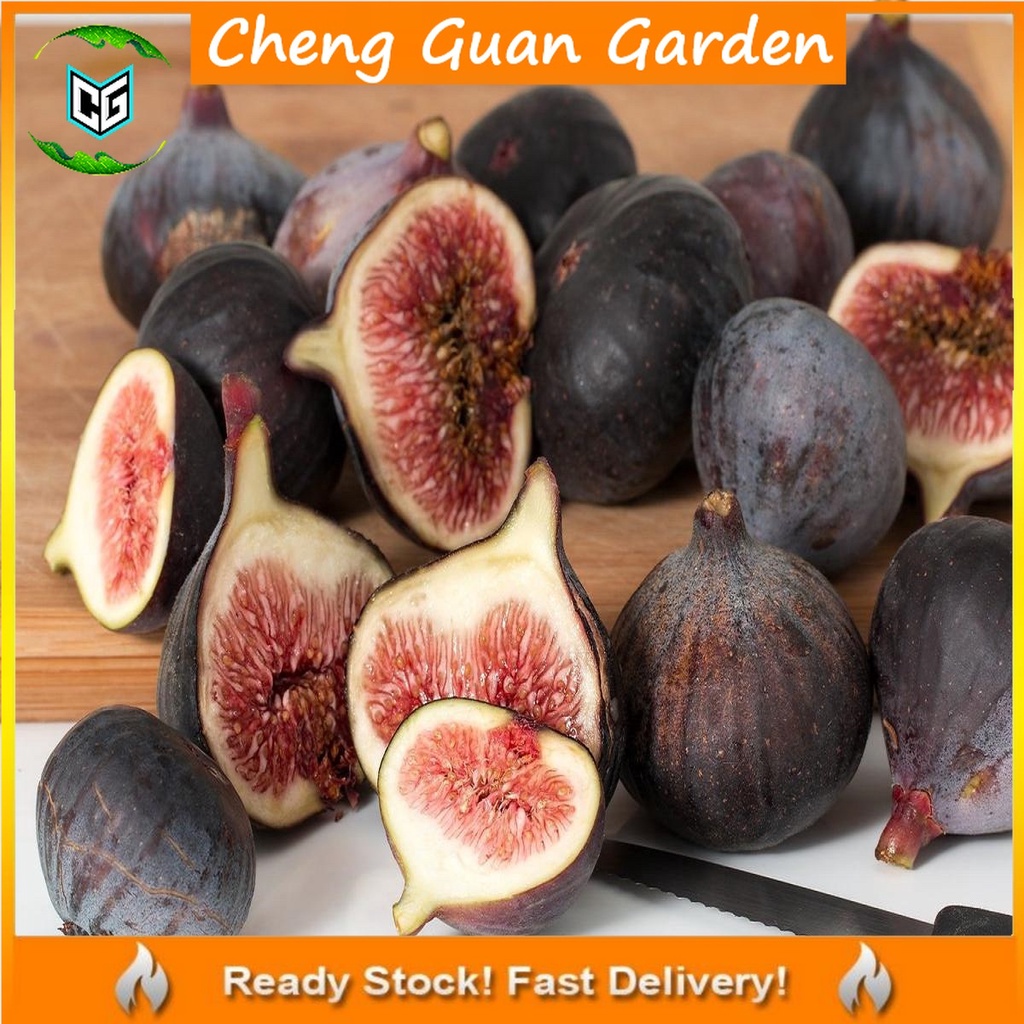 Anak Pokok Tin BTM6 Fig Import Dari Thailand Pokok Stabil | Shopee Malaysia