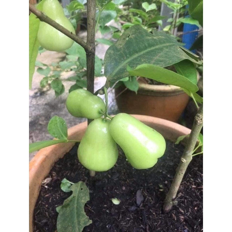 POKOK JAMBU MADU HIJAU THAI / THAI GREEN ROS APPLE indoor plant outdoor ...