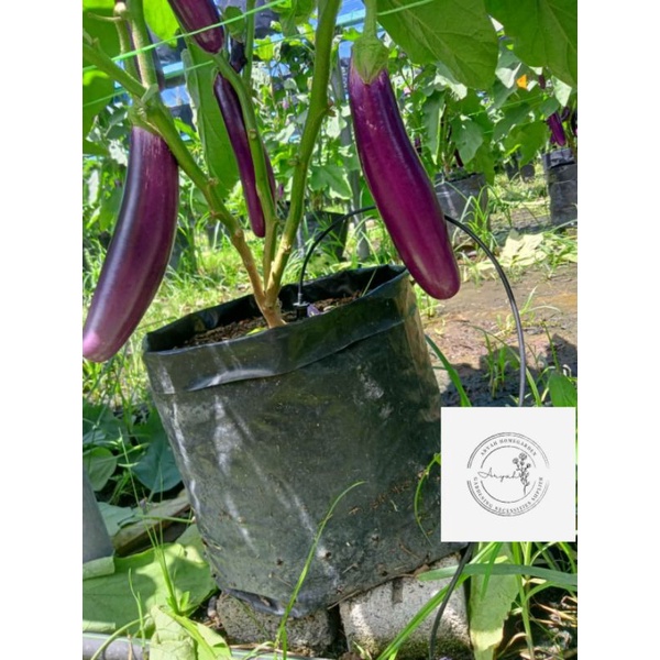 anak pokok terung panjang, saiz kecil dalam polybag | Shopee Malaysia