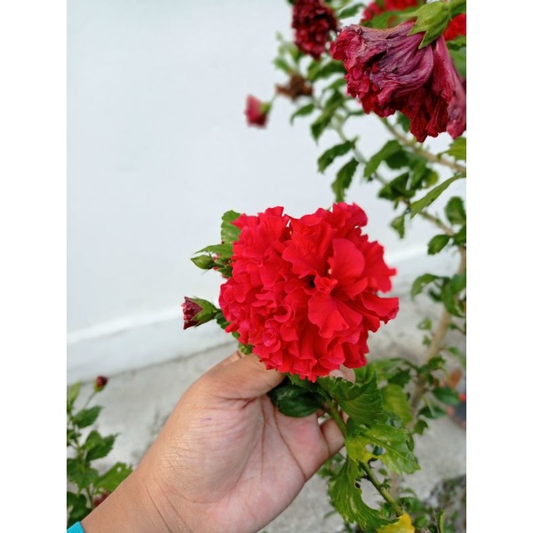 Anak Pokok Bunga Raya Jenis Kuncup | Shopee Malaysia