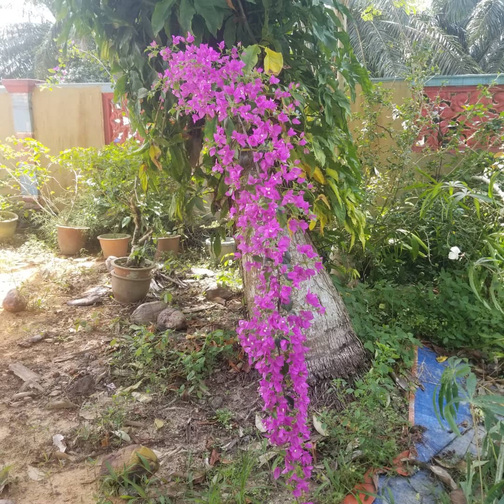 MM- Purple Bougainvillea Sapling / Anak pokok Bunga Kertas Ungu / bunga ...