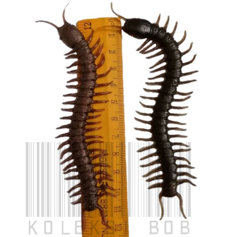 Centipede Lipan Getah Besar Ready Stock | Shopee Malaysia