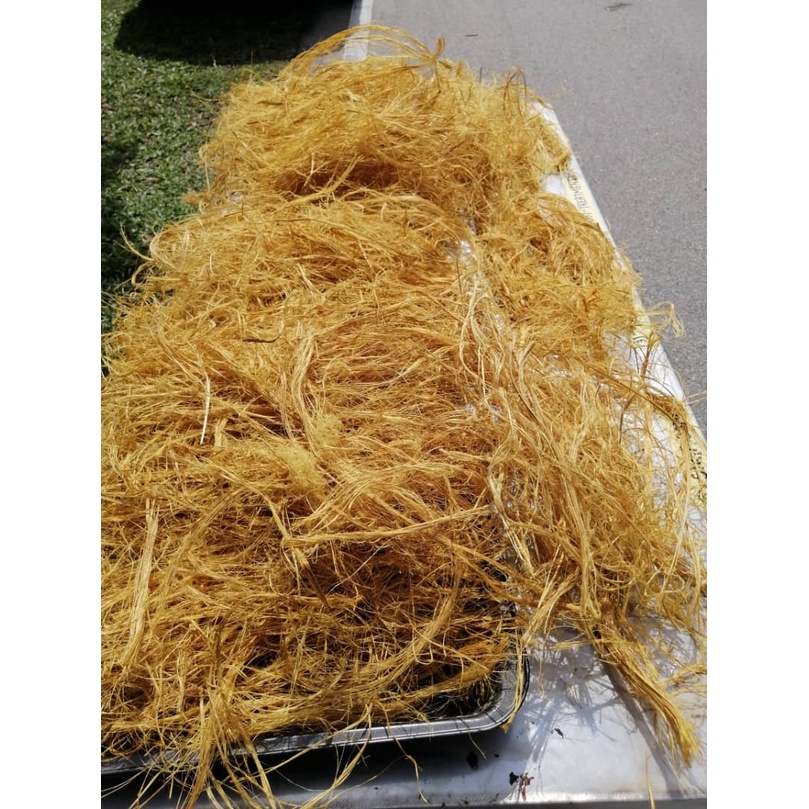 High Quality Long Fiber / Serat Buluh Jenis Semantan / Gigantochloa ...