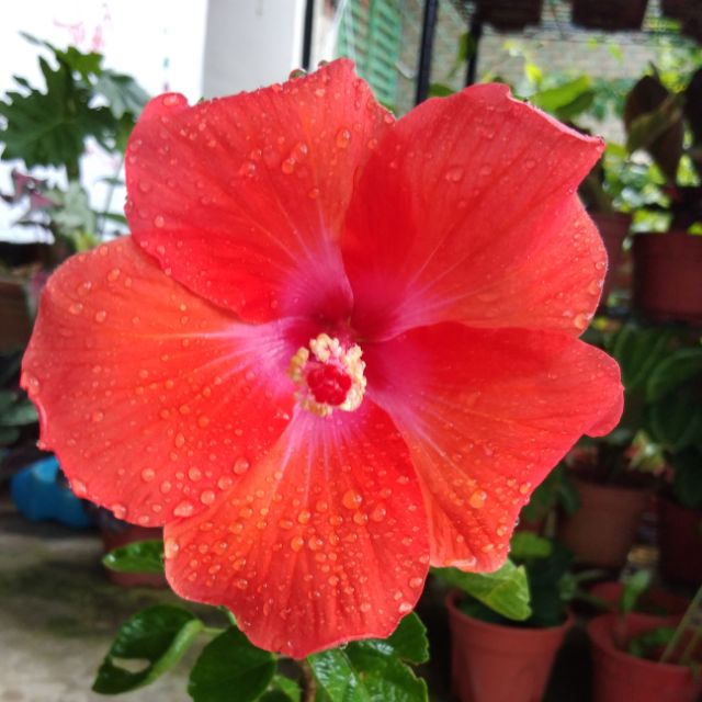 Pokok bunga raya thailand ( oren terang ) | Shopee Malaysia