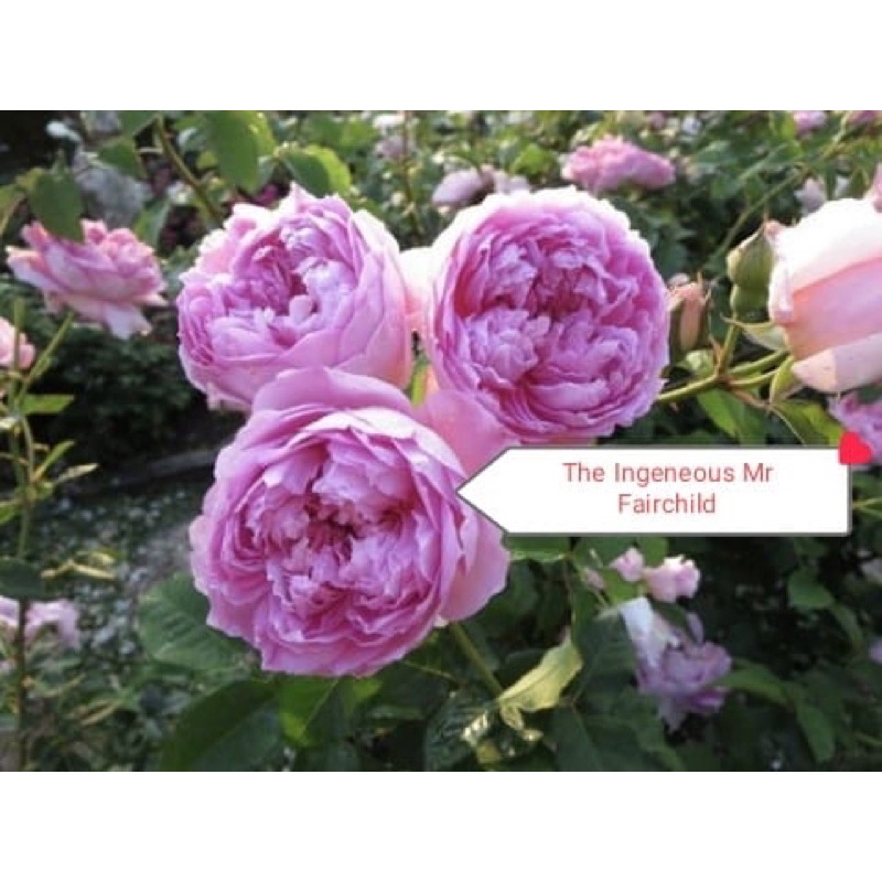 Ros ID The Ingeneous Mr. Fairchild English Rose wangi(grafted) | Shopee ...