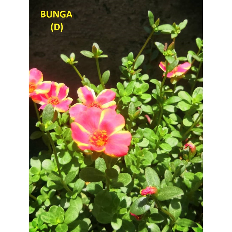 KERATAN POKOK BUNGA ROS JEPUN MURAH (BUNGA D ) | Shopee Malaysia