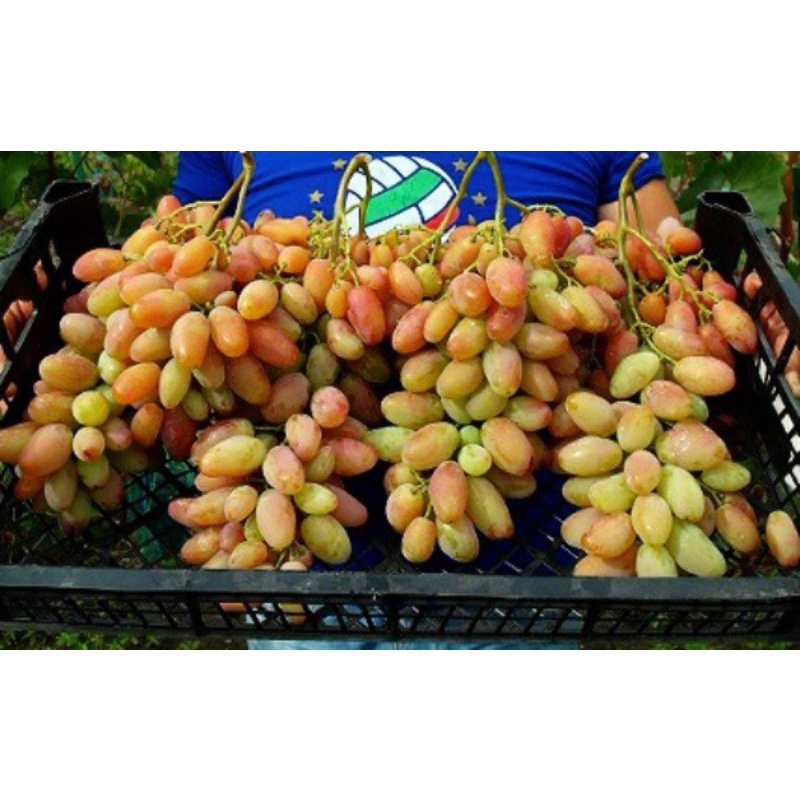 Pokok anggur premium DIXON | Shopee Malaysia