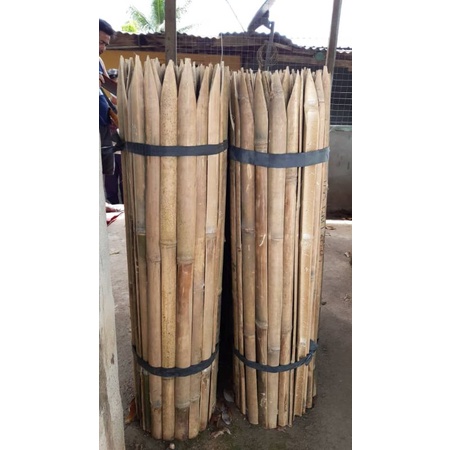 buluh pancang pokok tanaman 25 batang (tebal) | Shopee Malaysia