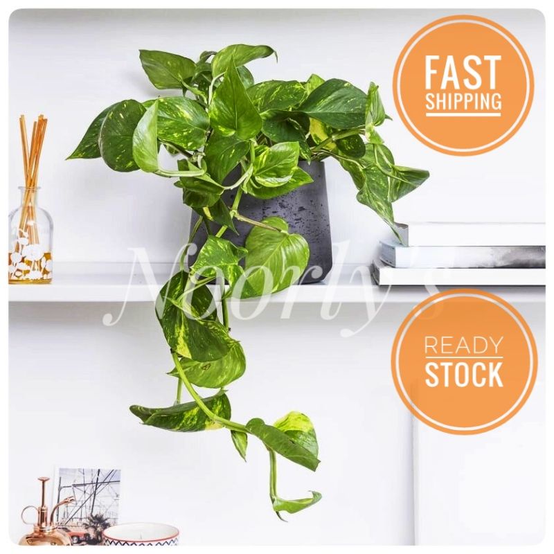 VARIEGATED GIANT POTHOS/MONEY PLANT/EPIPREMNUM AUREUM | Shopee Malaysia