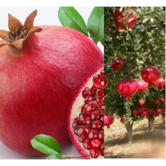 ANAK POKOK DELIMA MERAH MEGA HYBRID THAILAND | Shopee Malaysia