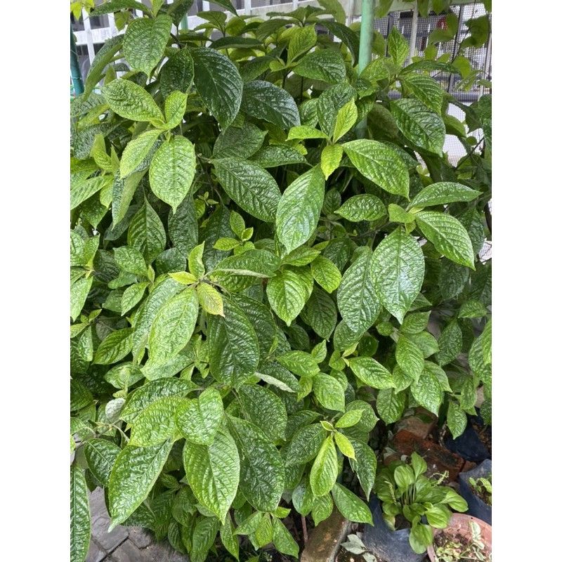 【READY STOCK】 Daun pecah beling,daun kaca,daun batu karang, 黑面将军叶 ...