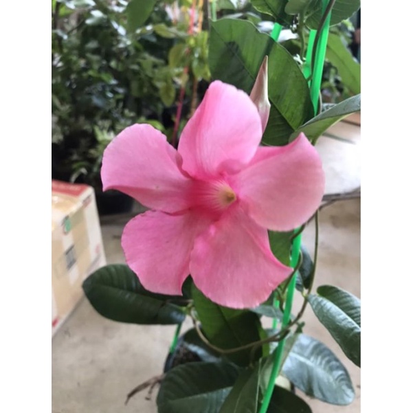 Pokok Bunga Mandevilla Merah Jambu / Mandevilla Pink Flower | Shopee ...