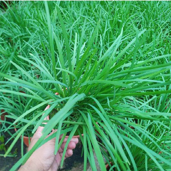 Anak Pokok Kuchai Untuk Masakan Pokok Kucai Hidup Live Plant Pokok ...