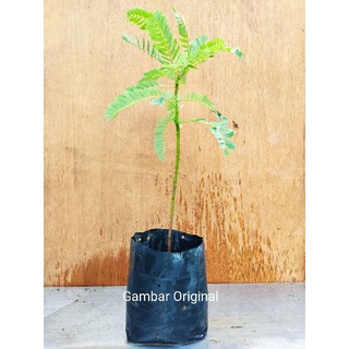 ANAK POKOK TURI / AVATHI KEERAI /SESBANIA GRANDIFLORA | Shopee Malaysia