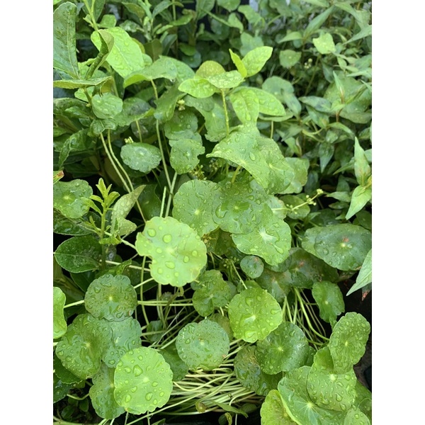 Pegaga Air Ulam ulaman dalam polybag | Shopee Malaysia