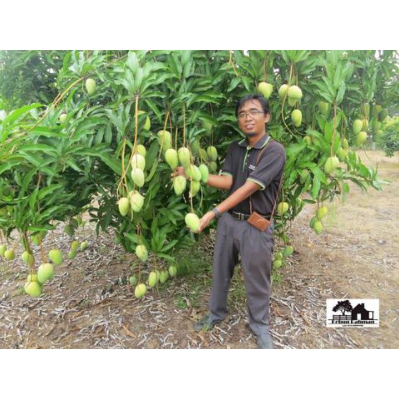 Mangga Chokanan Hybrid Manis | Shopee Malaysia