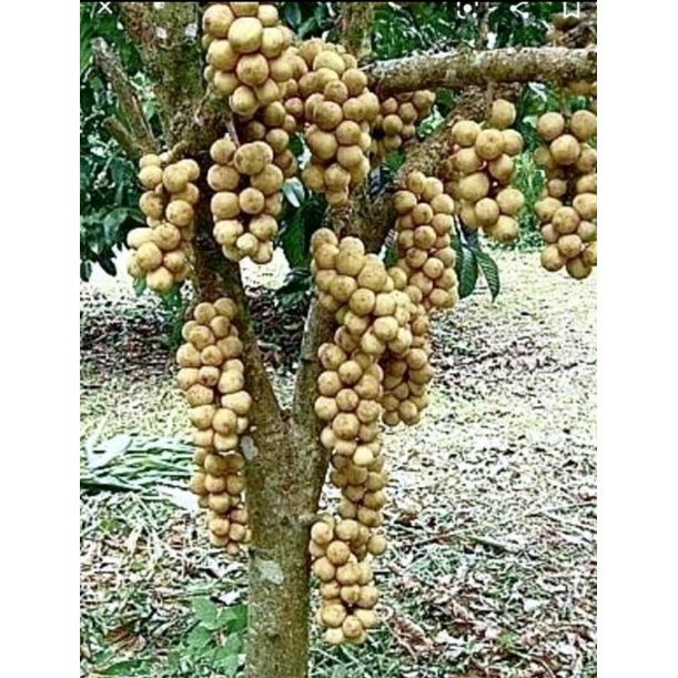 anak Pokok Hidup Dokong Hybrib Live Plant/pokok buah | Shopee Malaysia