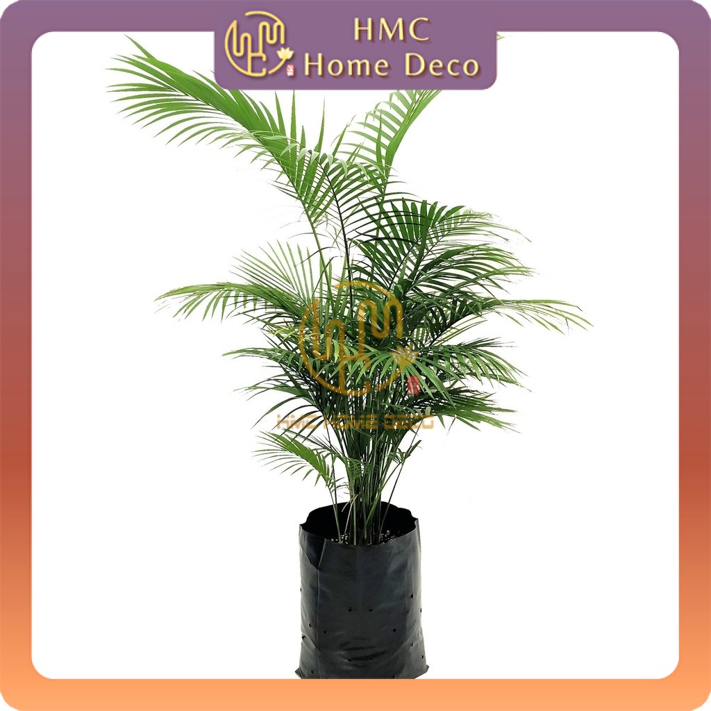 HMC REAL LIVE PLANT JAVA PALM WITH POLYBAG GARDENING INDOOR PLANT POKOK ...