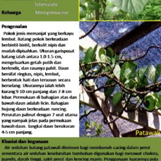 Batang pokok patawali/akar seruntun/brotowali | Shopee Malaysia