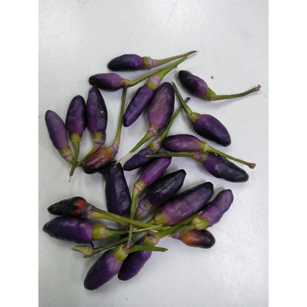 BENIH CILI PURPLE (20 BIJI/20 SEED) | Shopee Malaysia