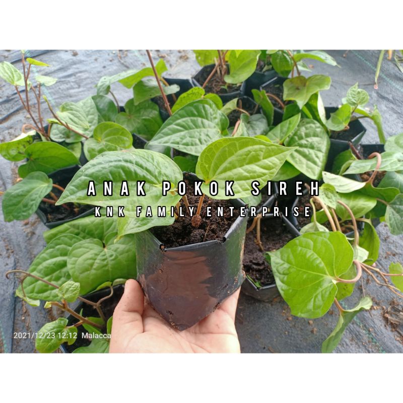 ANAK POKOK SIREH HERBA | Shopee Malaysia