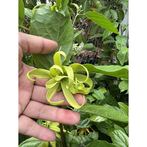 Pokok Kenanga Wangi sudah berbunga pokok tinggi 2kaki lebih | Shopee ...