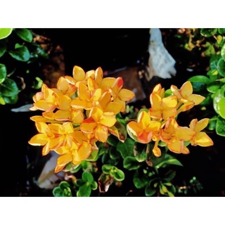 Pokok Bunga Ixora Thai Ixora Maui Red ixora oren merah kuning pokok ...