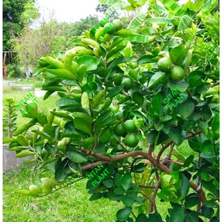 Live Plant SEEDLESS Calamansi Plant Pokok Limau Kasturi/ Limau Nipis ...