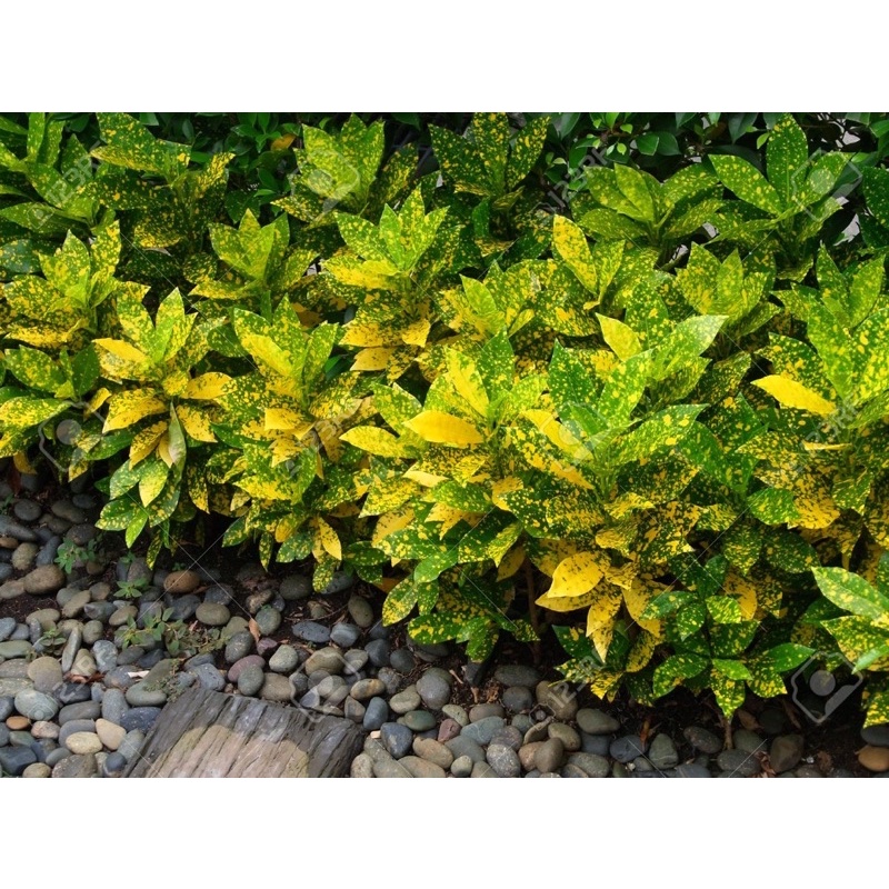 Anak Pokok Bunga Puding / Croton Plant. | Shopee Malaysia