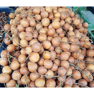 Tampoi / Pokok Hybrid / Buah Ngeke / Anak Pokok Ngeke | Shopee Malaysia