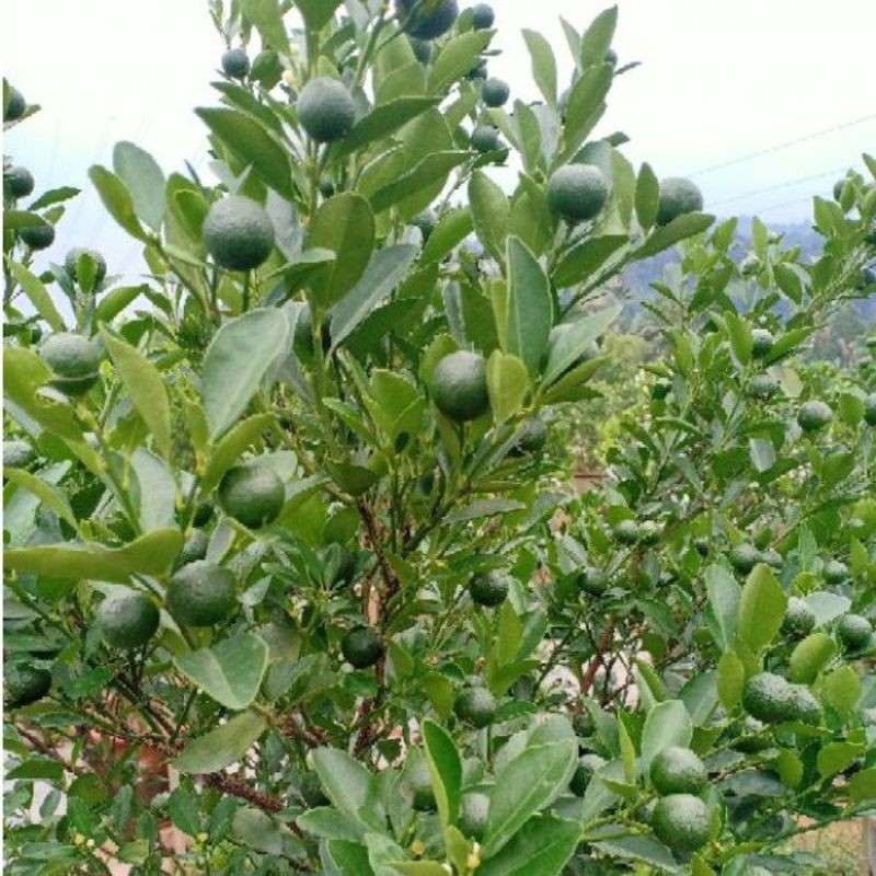 Baja Sebatian Khas Pokok Limau (Gemuk,Buah Lebat,Buah Besar) 1kg ...