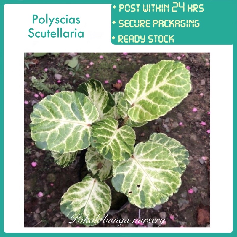 PBN - polyscias scutellaria marginata - pokok bunga nursery balfour ...