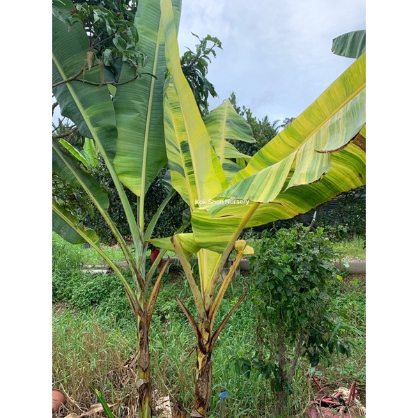 Musa Ice Cream/Musa Banana Variegated Yellow/Pokok Hidup | Shopee Malaysia
