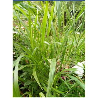 100 pcs Ruzi/Brachiaria Ruziziensis Grass Seeds for Farm /Biji Benih ...