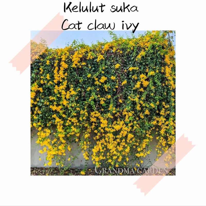 (GG REAL PLANT) cat claw ivy ^ dolichandra unguis-cati Kelulut suka ...