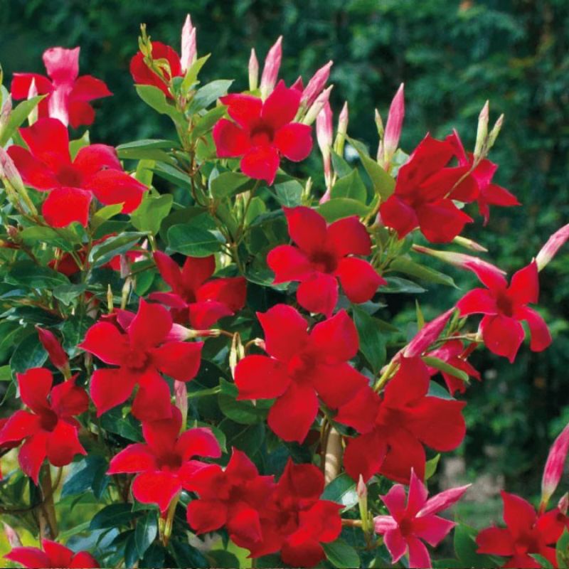 ZM Pokok Bunga Mandevilla merah / Mandevilla red Flower/pokok menjalat ...